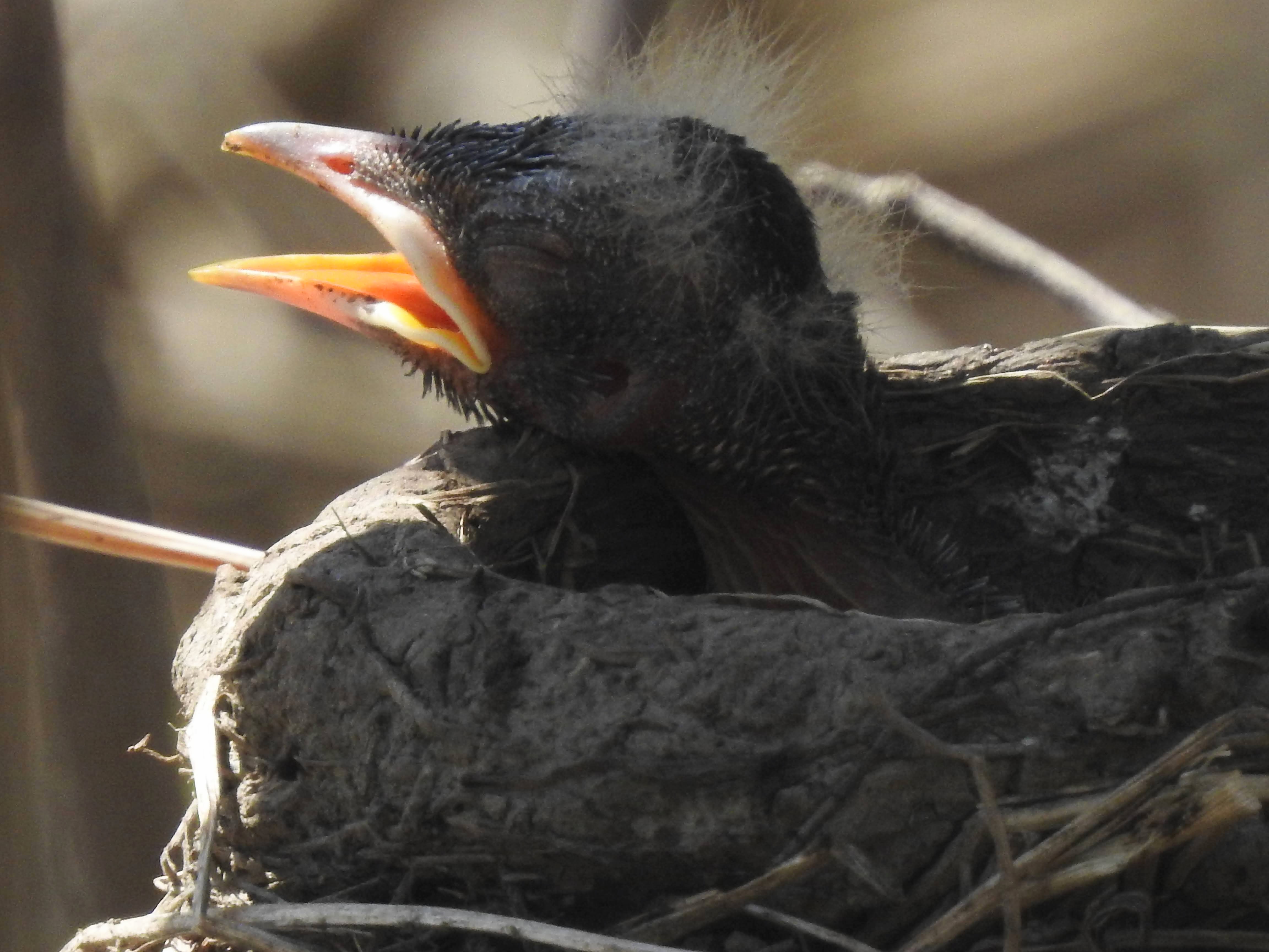 Just Hatched: A Beginner’s Guide to Birding - Once Upon A Frittata